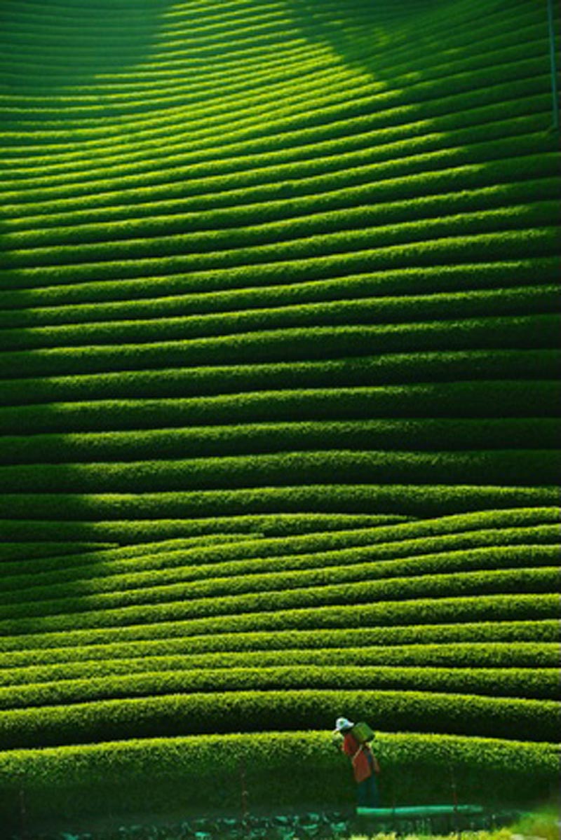 Organic Matcha Sticks (PRE-ORDER) – SAYURI